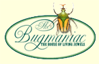 The Bugmaniac INSECTS FOR SALE BEETLES FOR SALE
