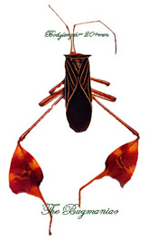 The Bugmaniac INSECTS FOR SALE