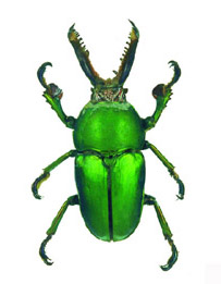 The Bugmaniac INSECTS FOR SALE